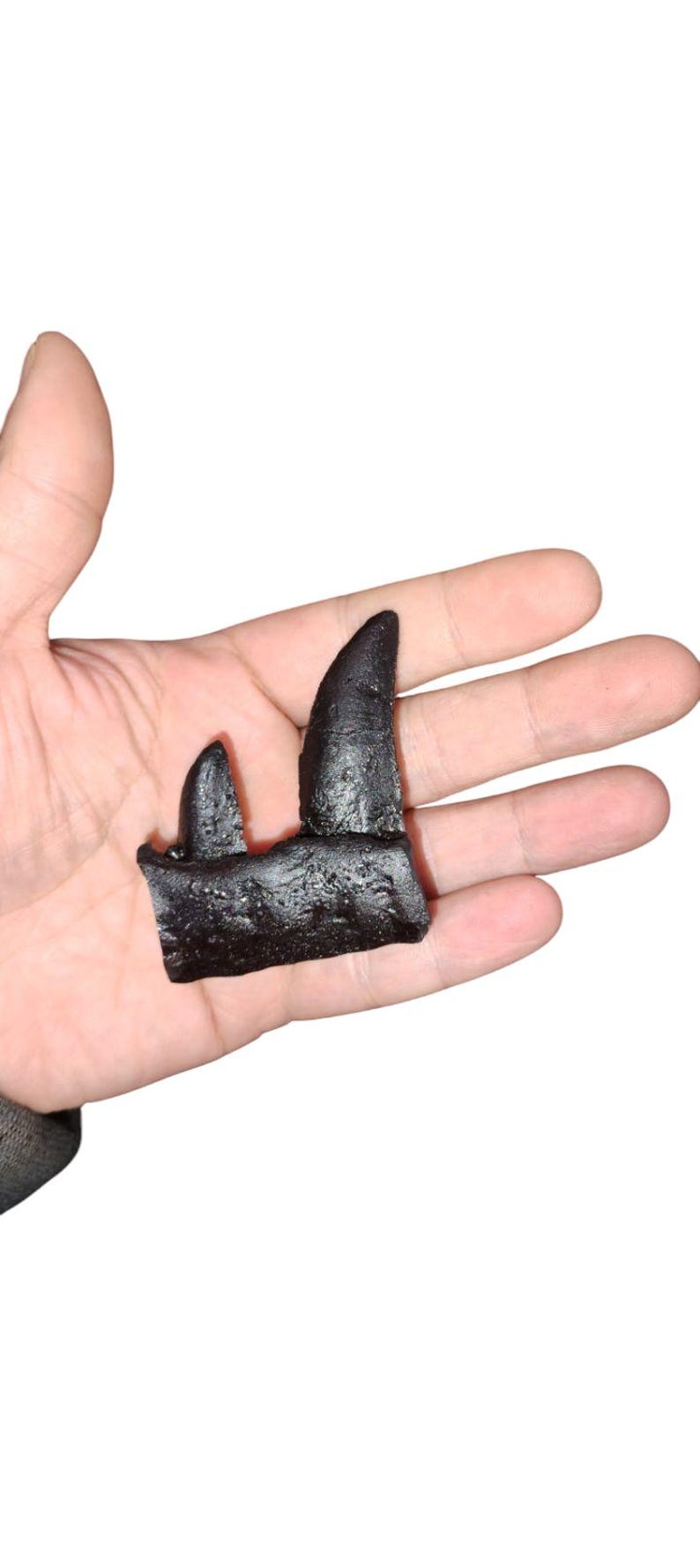 Albertosaurus Sarcophagus Jaw Section With Teeth- Dinosaurs-palentology ...