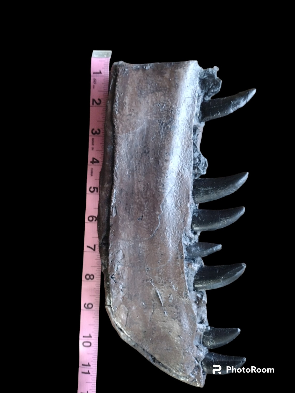 Albertosaurus Sarcophagus Left Dentary Tooth Row Fossil Replica Jaw ...