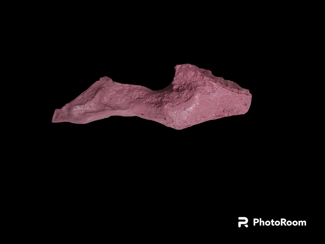Tyrannosaurus Rex Brain Cast ( Cranial Endocast) Fossil Replica ...