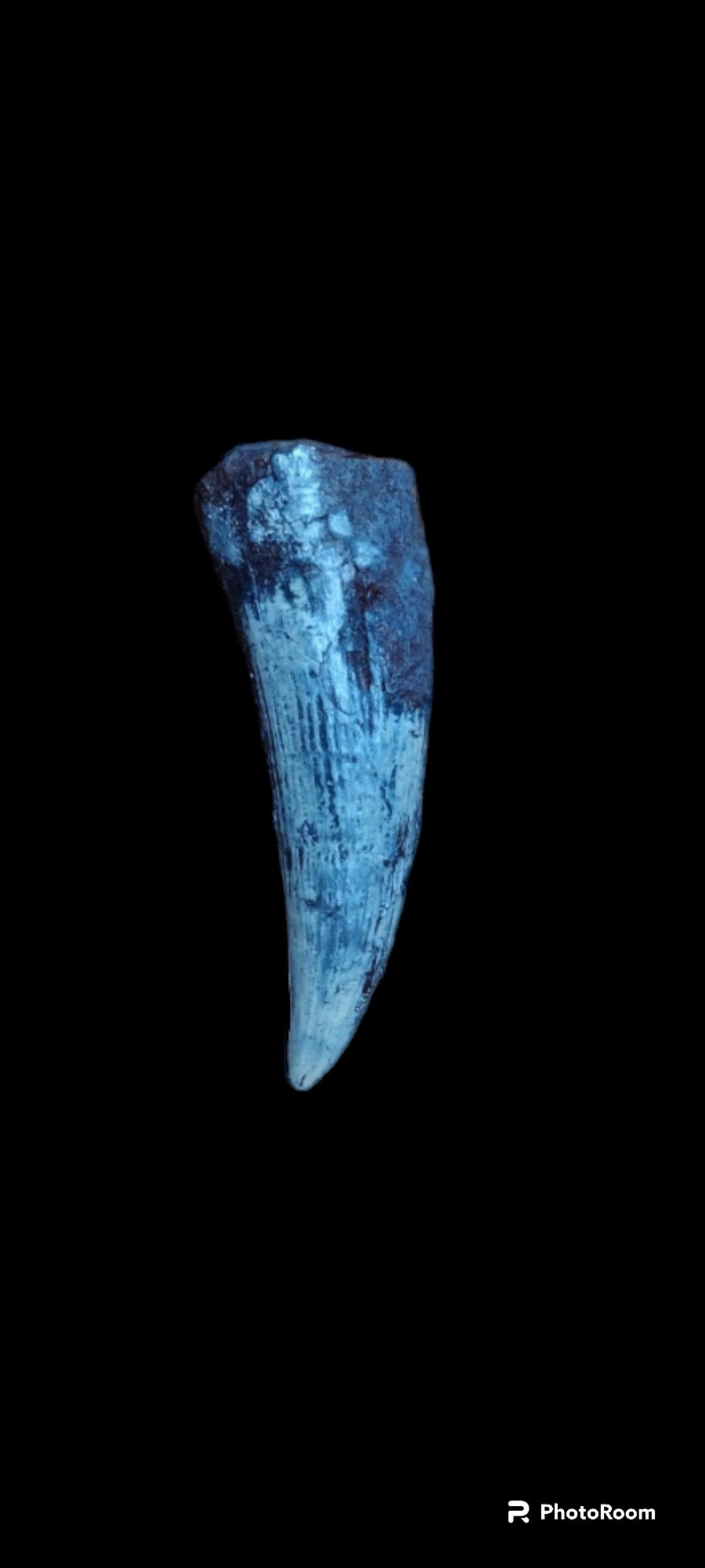 Spinosaurus Aegypticus Fossil Tooth Cast Replica-dinosaurs-paleontology ...