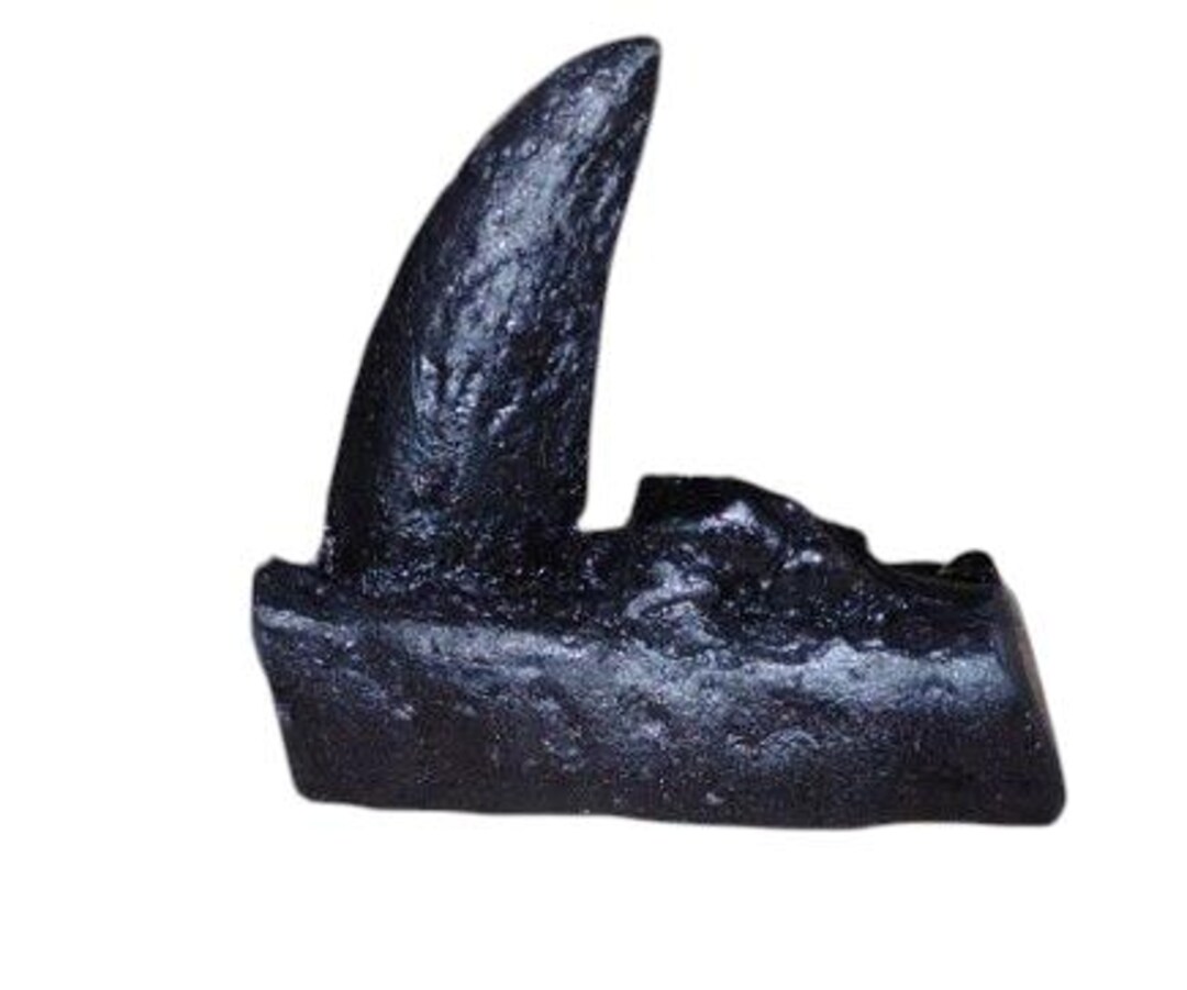 Albertosaurus Sarcophagus Jaw Section With Teeth- Dinosaurs-palentology ...