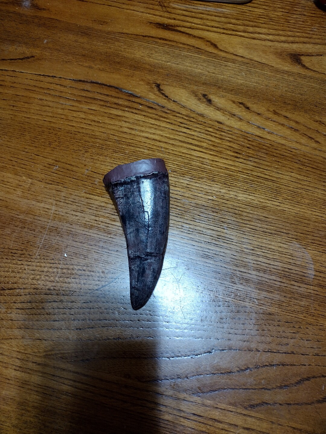 4 Tyrannosaurus Rex Maxillary Tooth Cast - Etsy