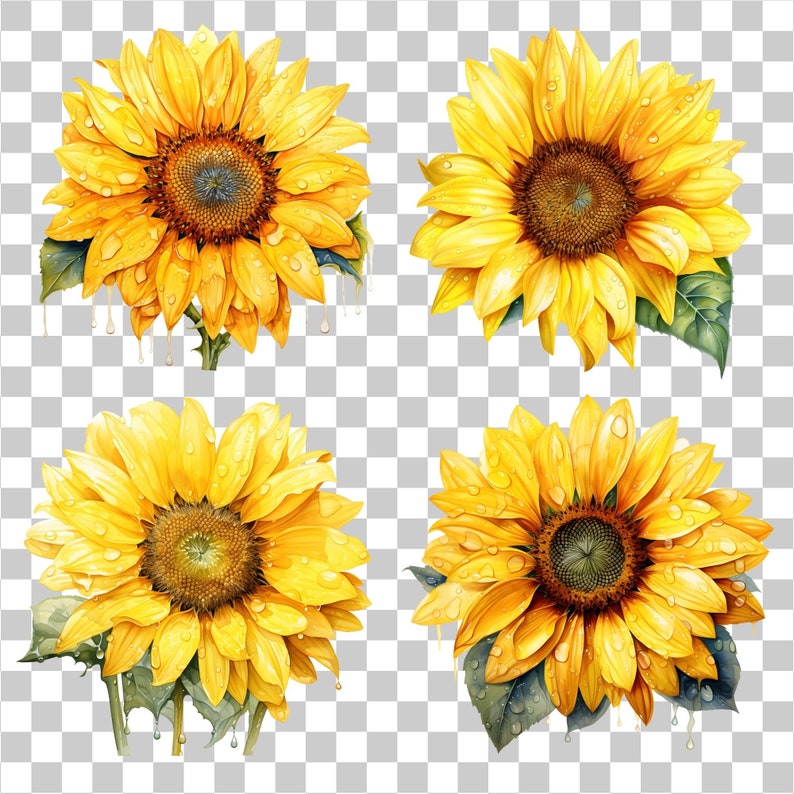 Watercolor Sunflowers Clipart PNG Bundle, Sunflower Bouquets Clipart ...