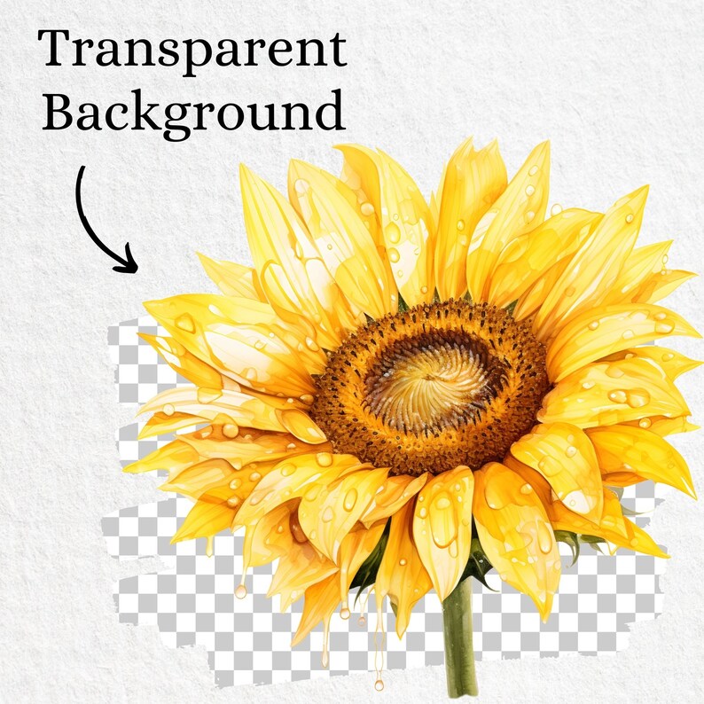 Watercolor Sunflower Clipart PNG Bundle, Sunflower Bouquets Clipart ...