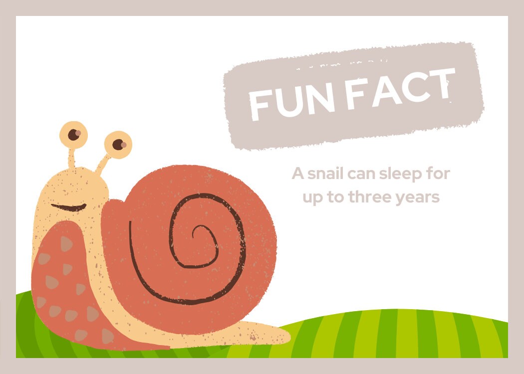 50 Animal Themed Lunch Box Facts - Etsy