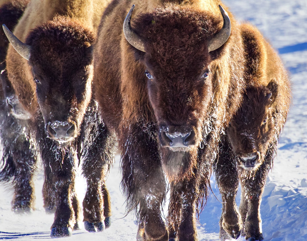 Frozen Bison - Etsy