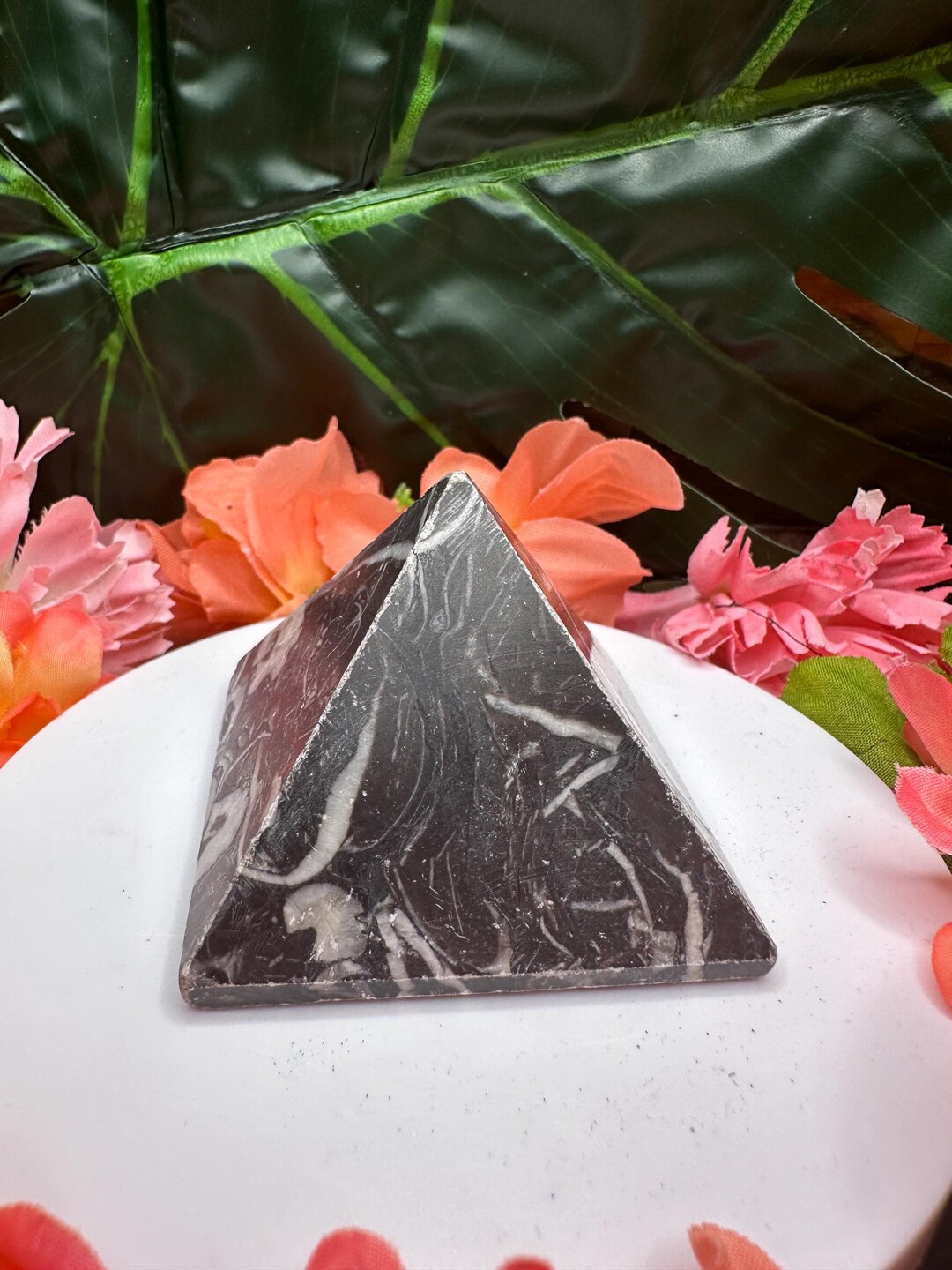 Colus Fossil Turritella Pyramid Crystal Stone - Etsy