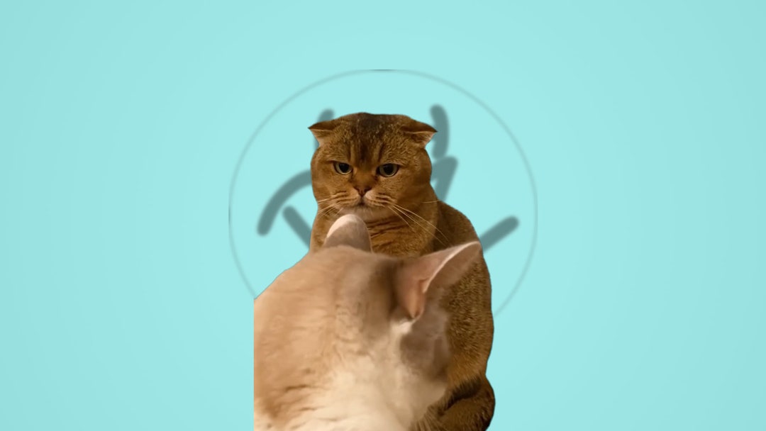 Transparent Background Orange Cat Zoning Out With Sound for Content ...