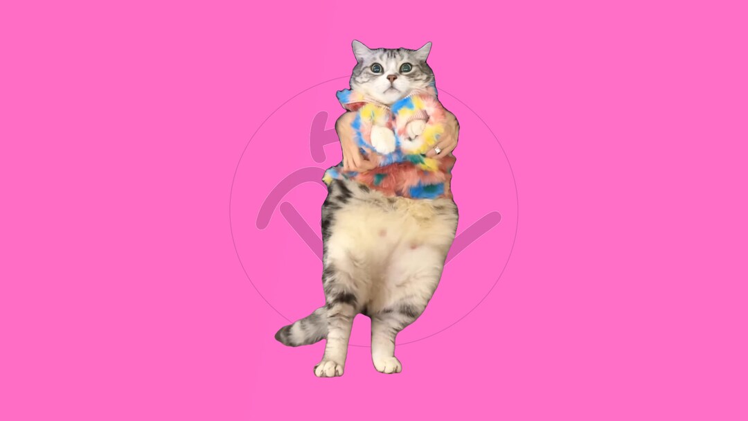 Transparent Background Cat Dancing With K-pop Stream Decoration, Good ...