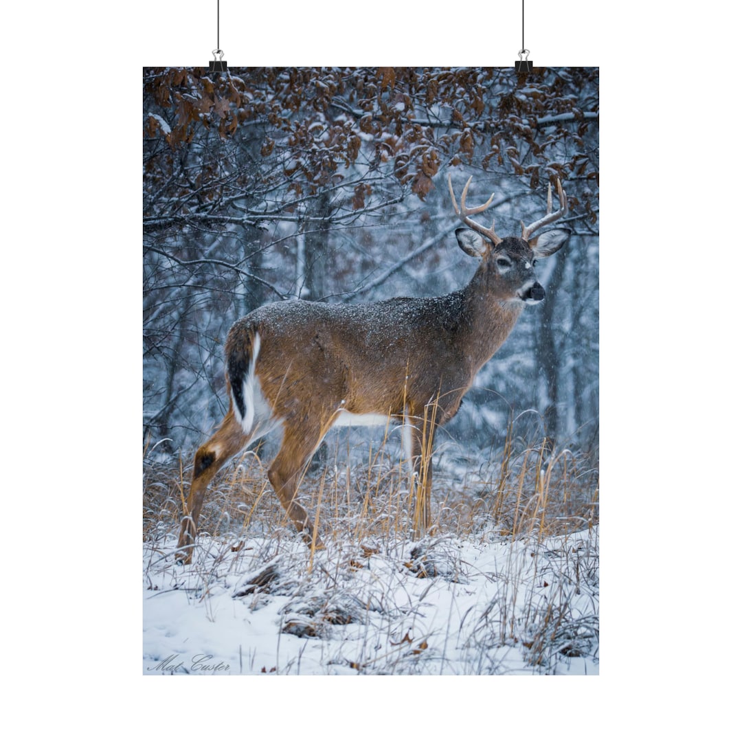 Majestic Buck - Etsy