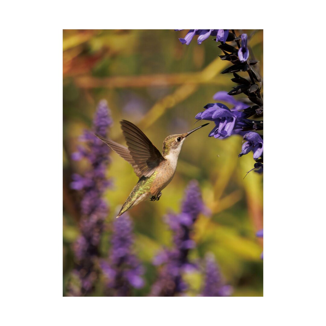 Ruby-throated Hummingbird Print - Etsy