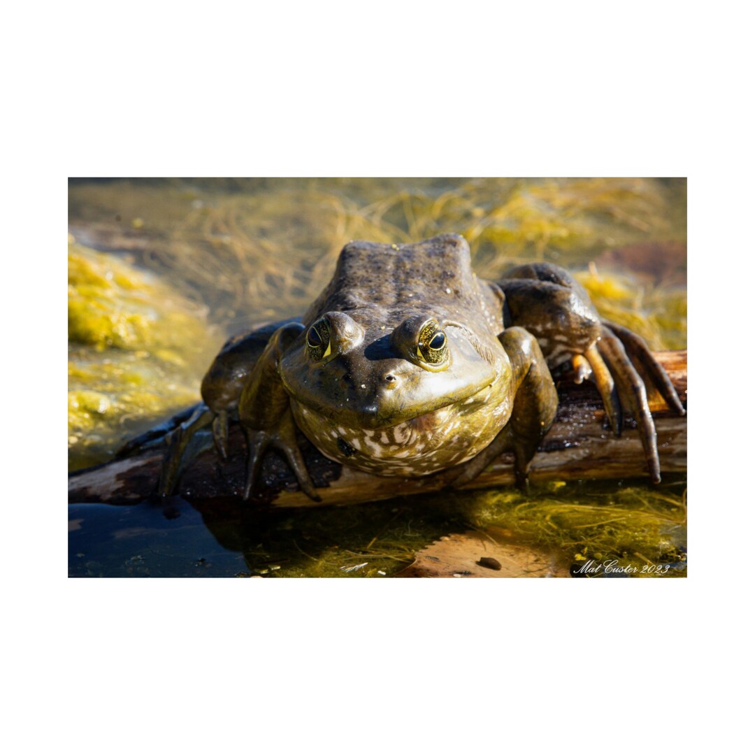 American Bullfrog Print - Etsy