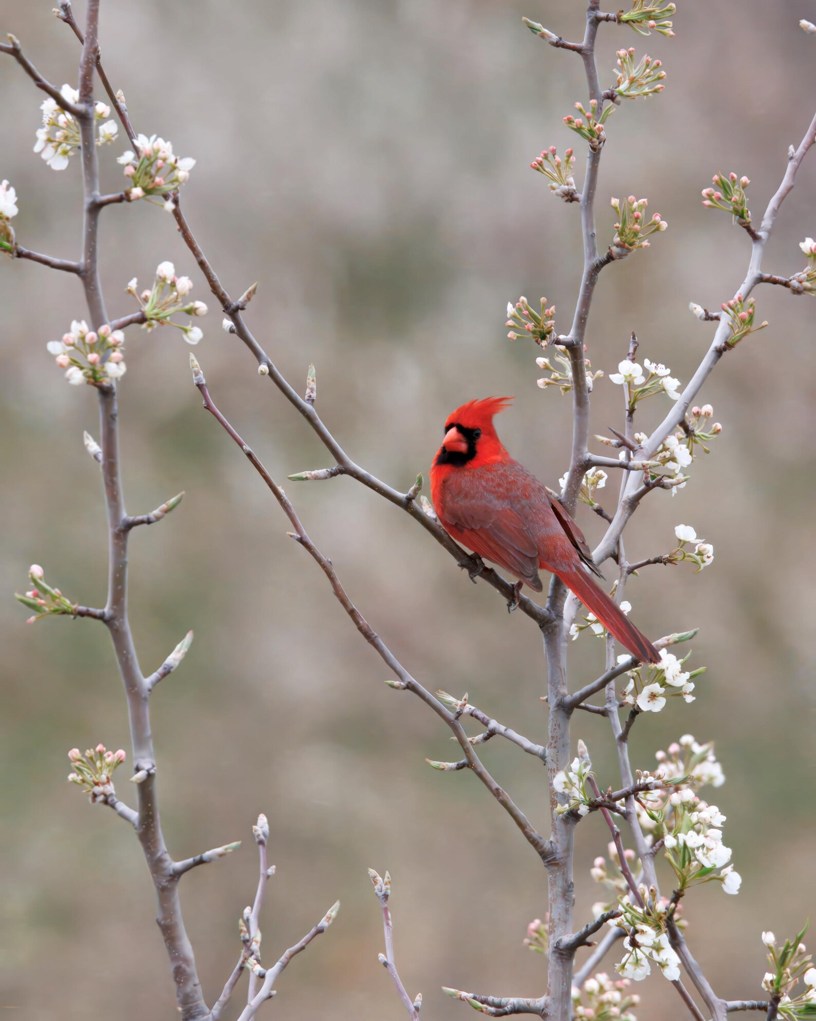 Beautiful Cardinal in a Pear Tree Print - Etsy