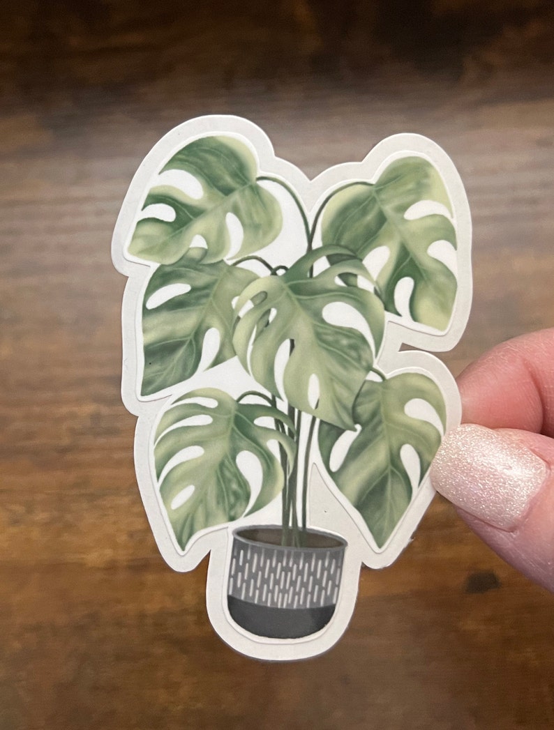 Monstera Variegated Plant Sticker, Monstera Sticker, Monstera, Monstera ...