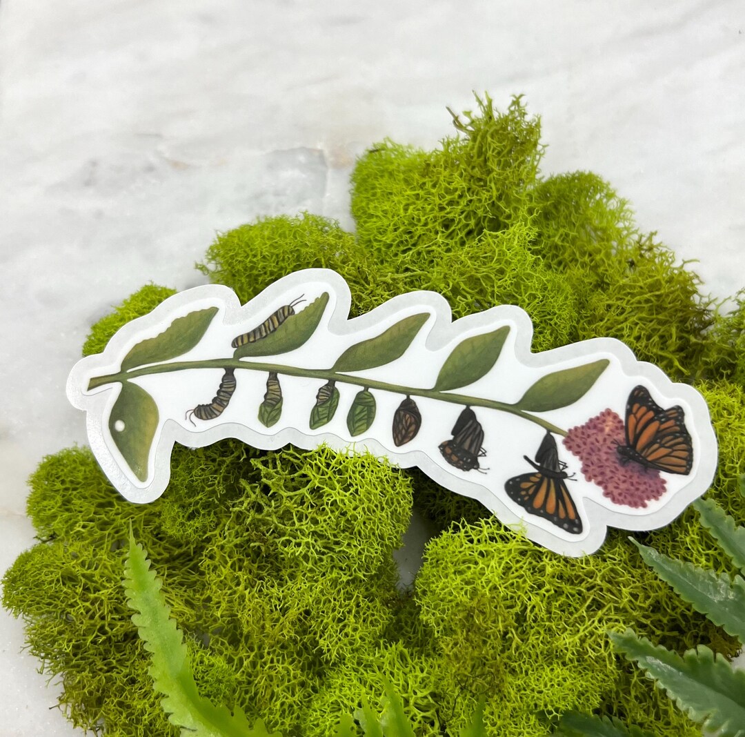 Monarch Butterfly Life Cycle Sticker, Beautiful Butterfly Sticker ...
