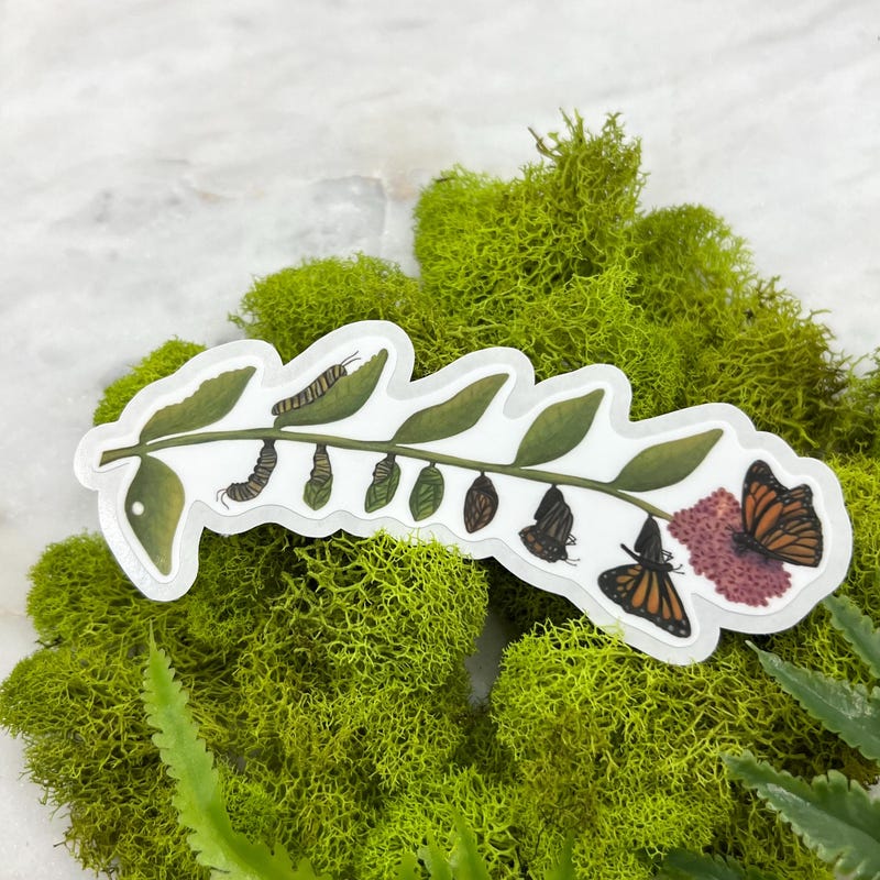Butterfly Life Cycle - Etsy