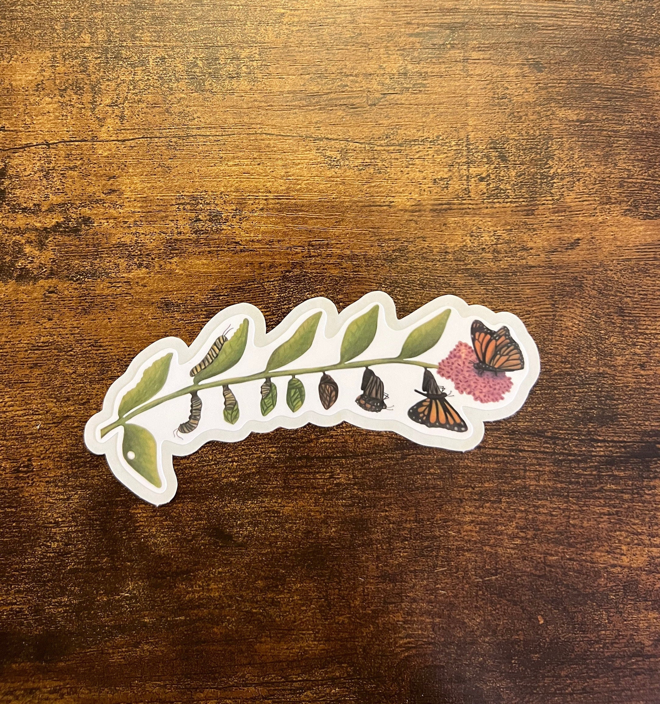 Monarch Butterfly Life Cycle Sticker, Butterfly Sticker, Monarch ...