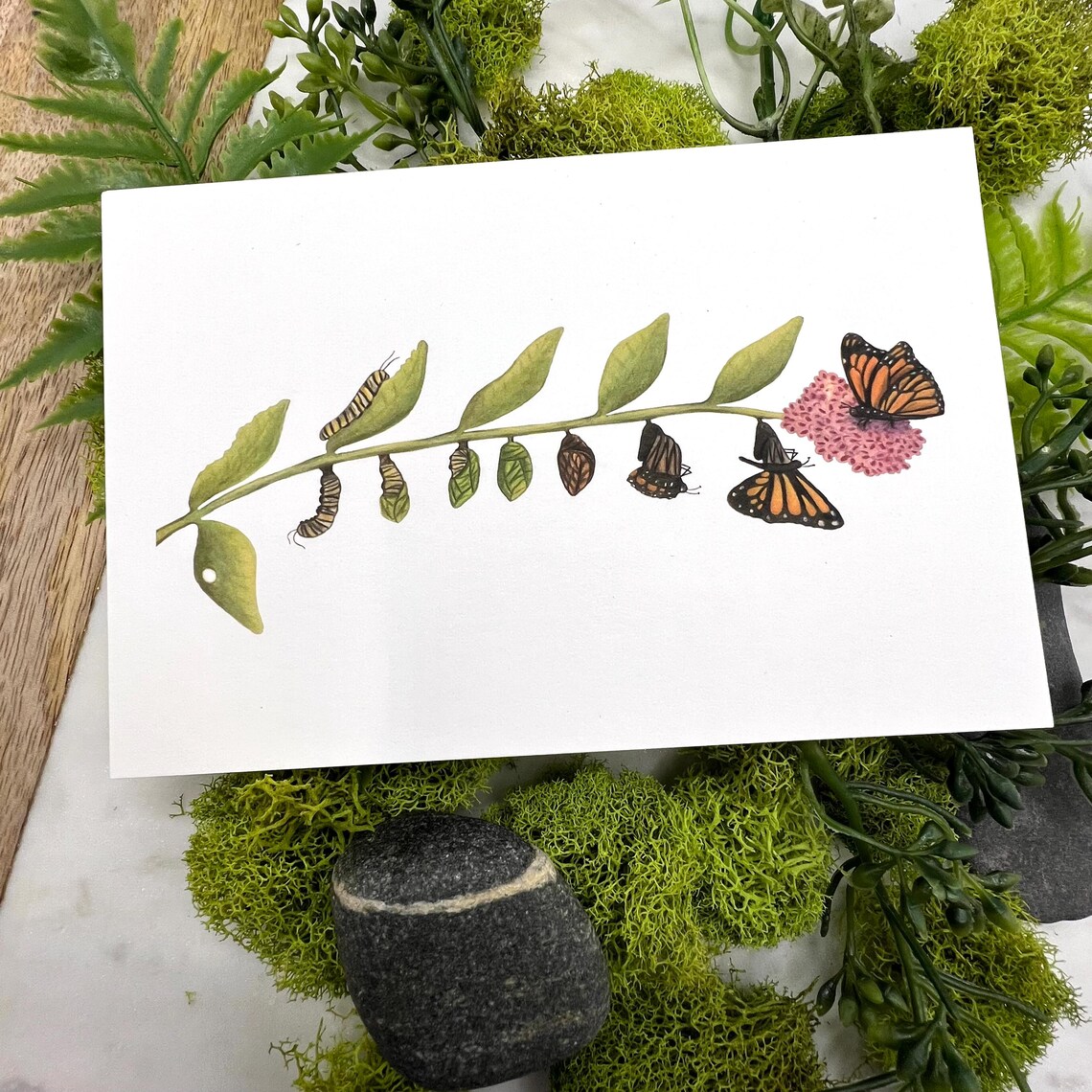 Monarch Butterfly Life Cycle Art Print – Colored Pencil Illustration ...