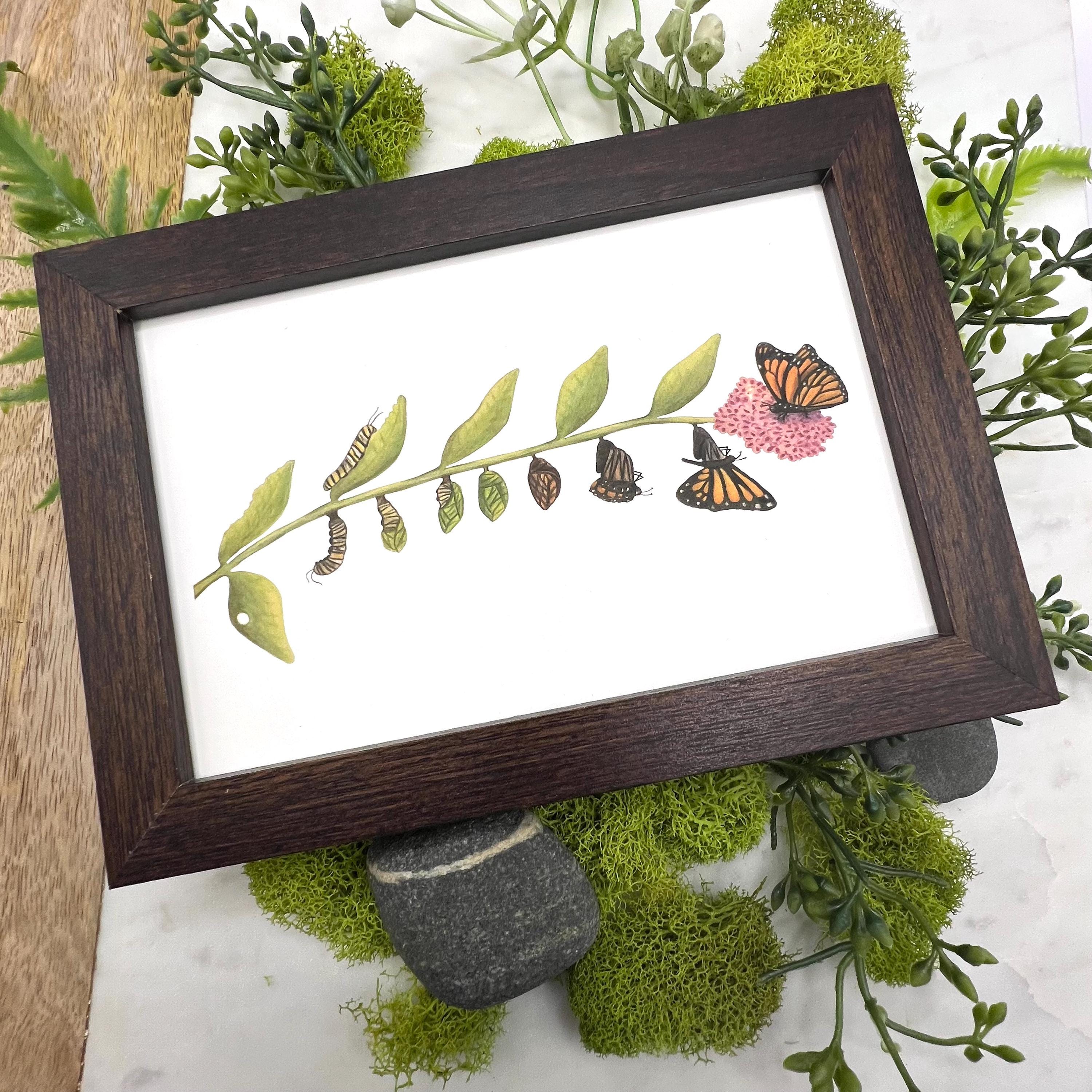 Monarch Butterfly Life Cycle Art Print – Colored Pencil Illustration ...