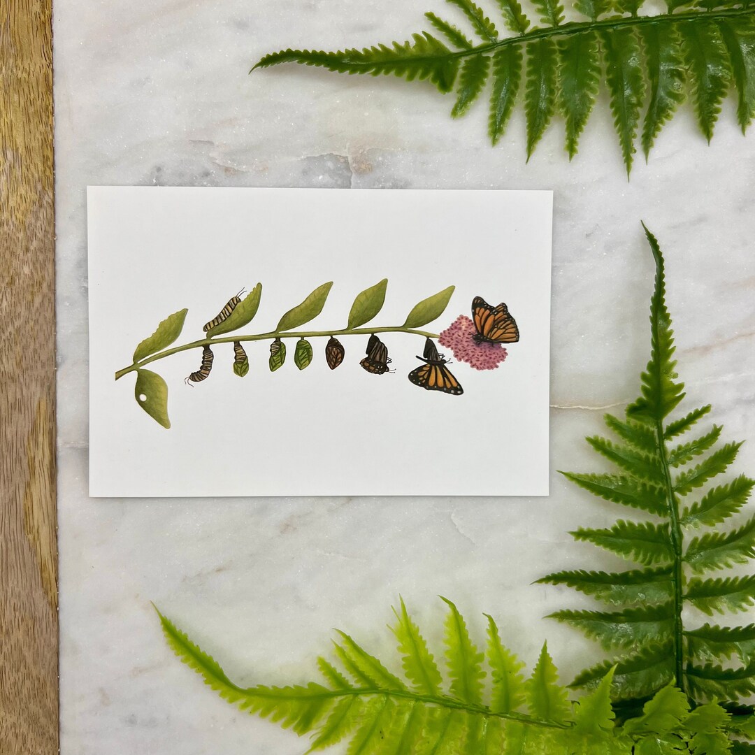 Monarch Butterfly Life Cycle Art Print, Monarch Butterfly Art Print ...