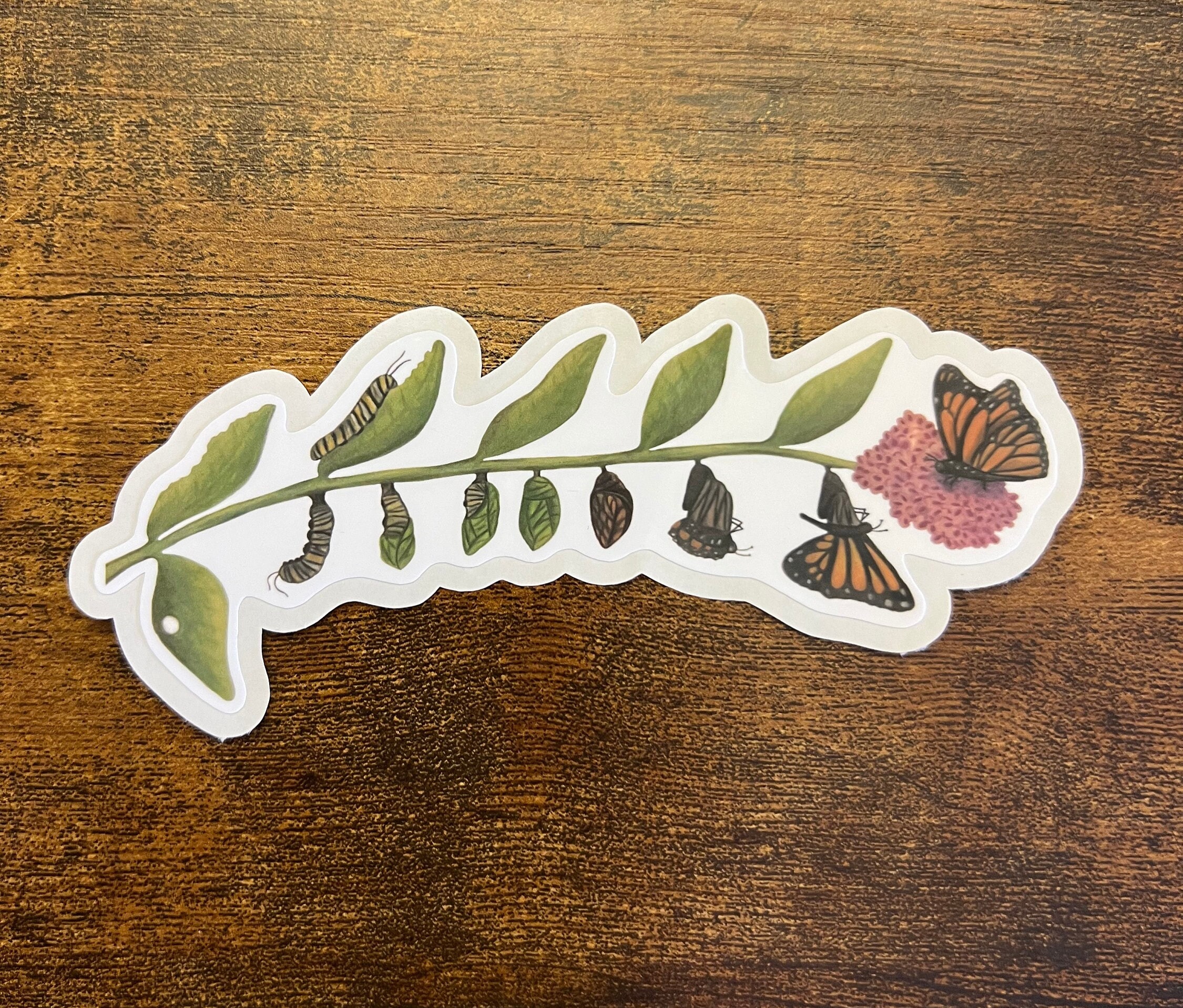 Monarch Butterfly Life Cycle Sticker, Beautiful Butterfly Sticker ...