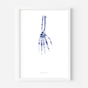 Manus - Hand | Medical Artwork | Anatomy Wall Art - Etsy