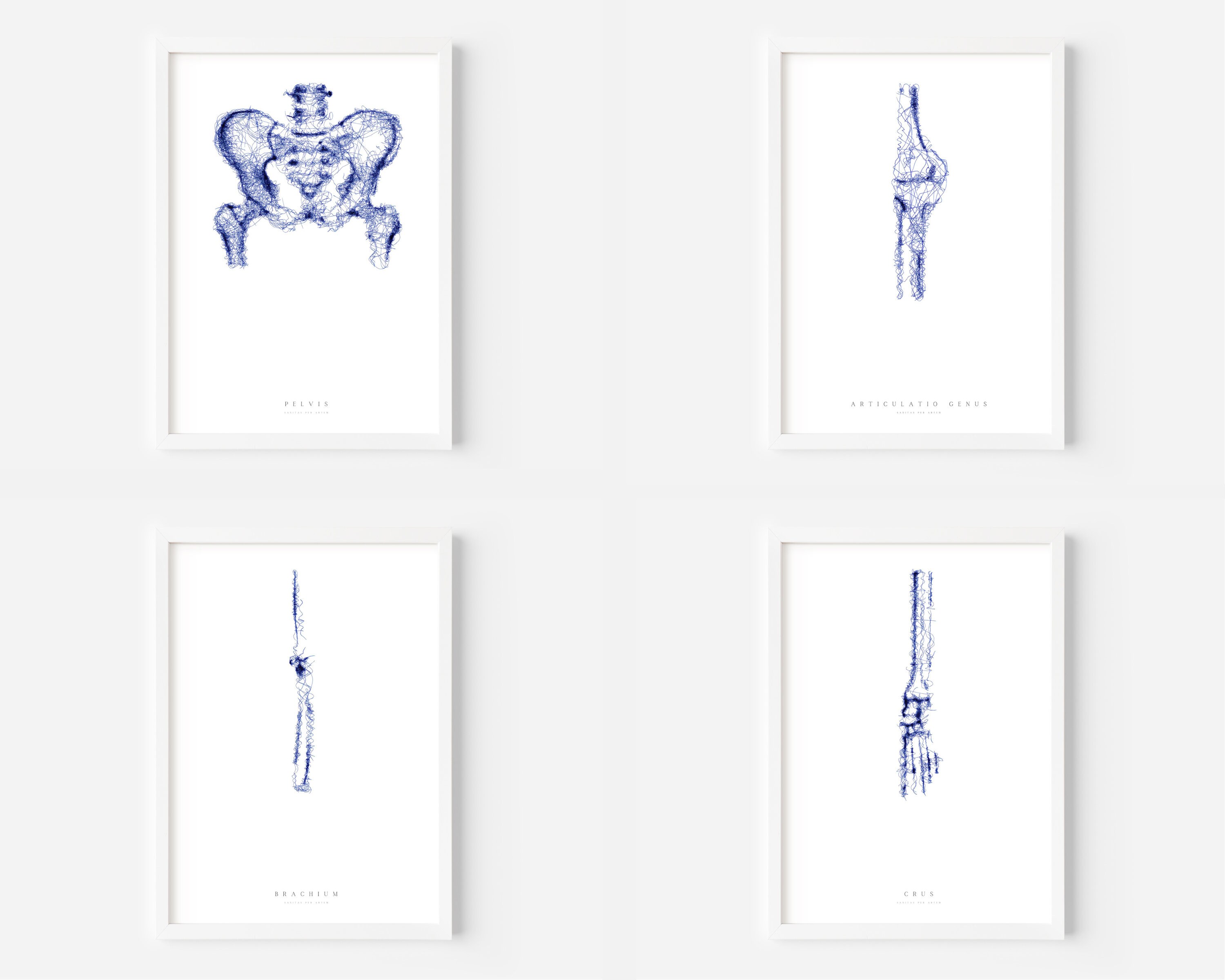 Crus - Lower Leg | Medical Artwork | Anatomy Wall Art - Etsy
