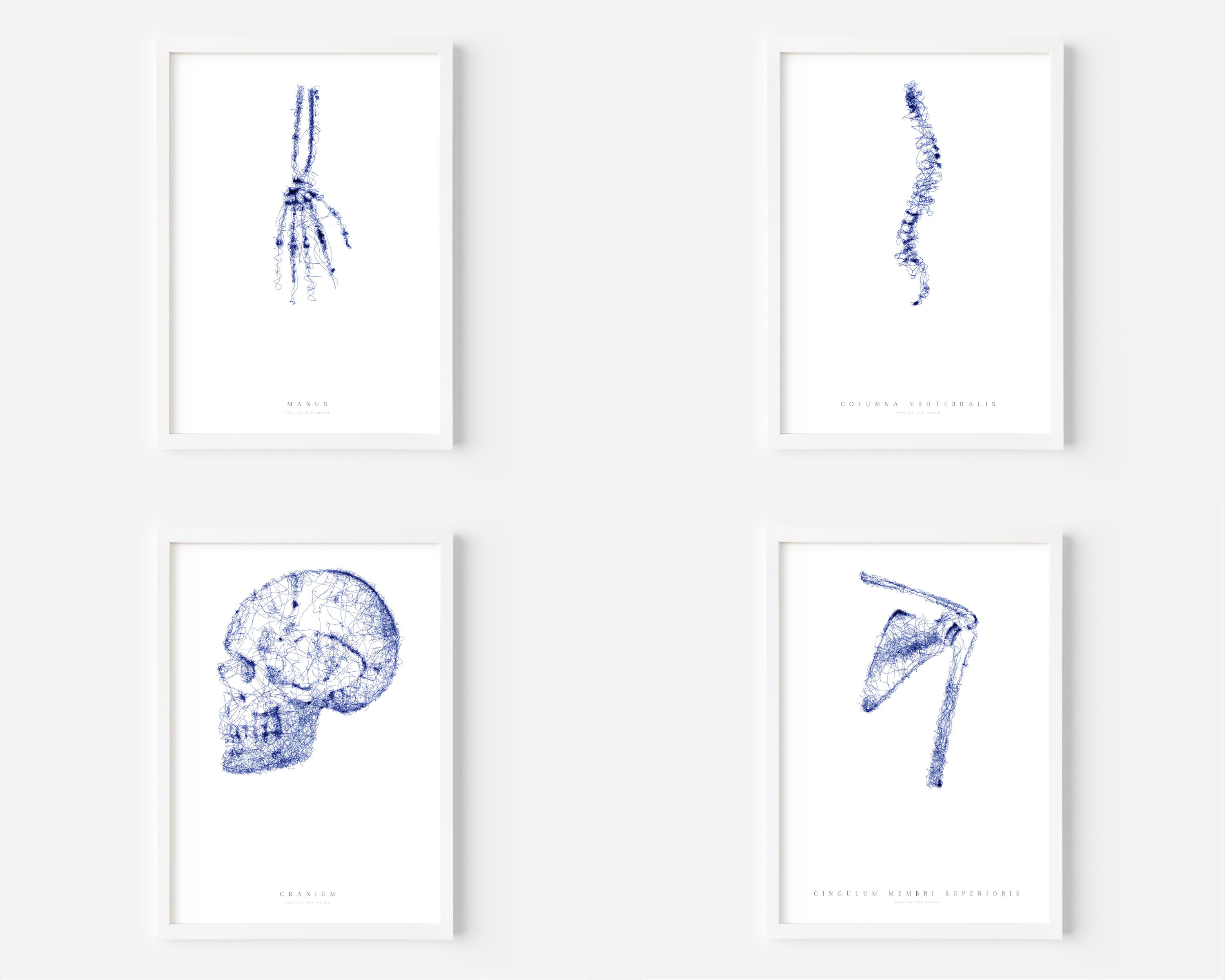Crus - Lower Leg | Medical Artwork | Anatomy Wall Art - Etsy