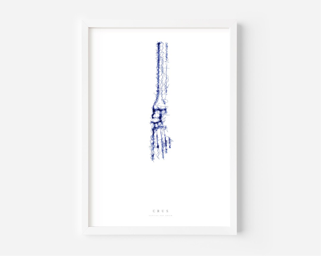 Crus - Lower Leg | Medical Artwork | Anatomy Wall Art - Etsy