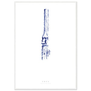 Crus - Lower Leg | Medical Artwork | Anatomy Wall Art - Etsy