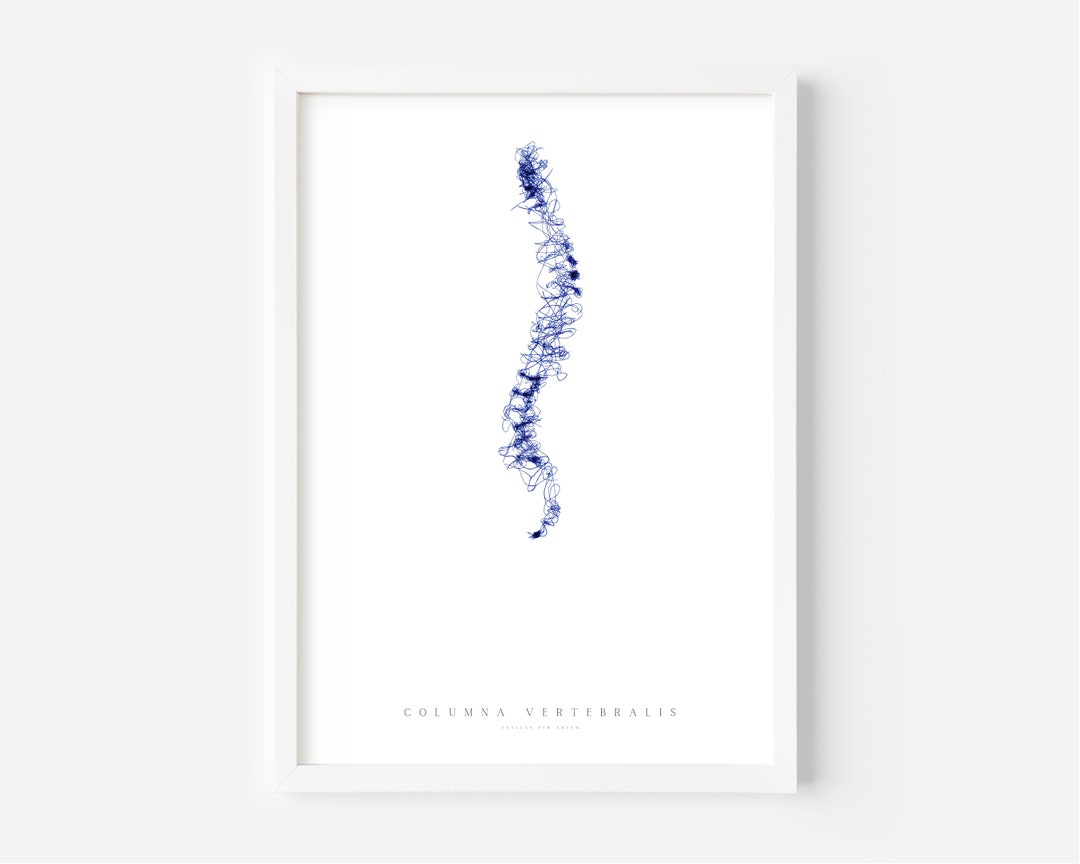 Columna Vertebralis - Spinal Column | Medical Artwork | Anatomy Wall ...