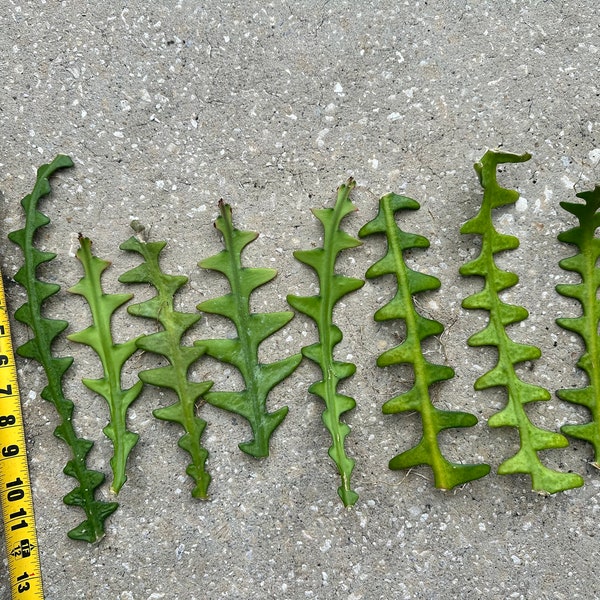 Ric Rac Cactus - Etsy