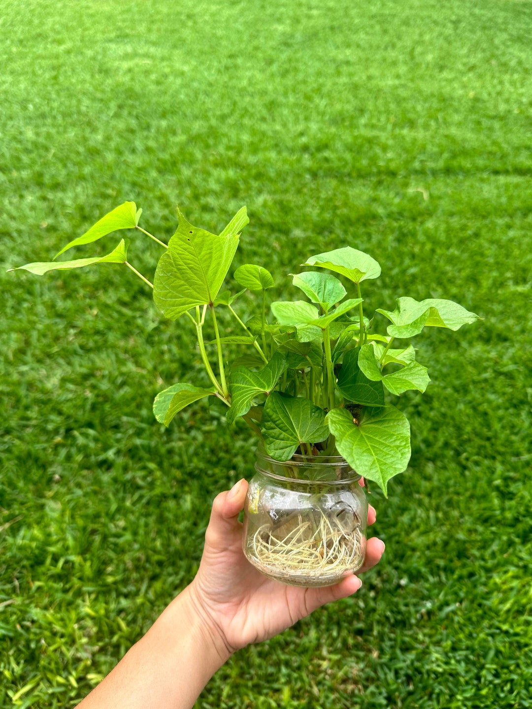 Organic White Sweet Potato Slips!! - Etsy
