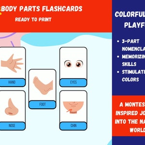 BODY PARTS FLASHCARDS, 40 Body Parts Montessori Cards, Editable ...