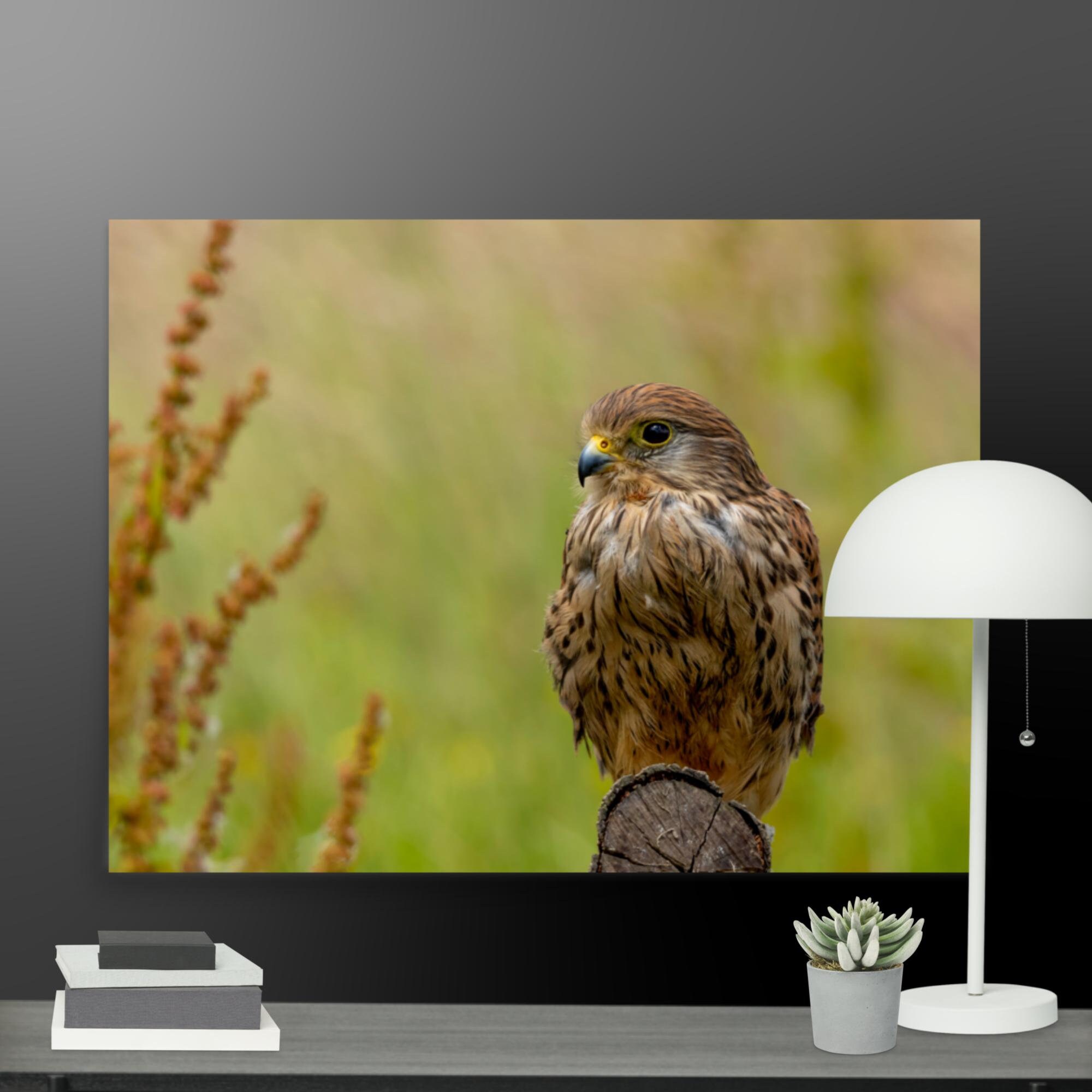 Common Kestrel :photo Paper Poster - Etsy