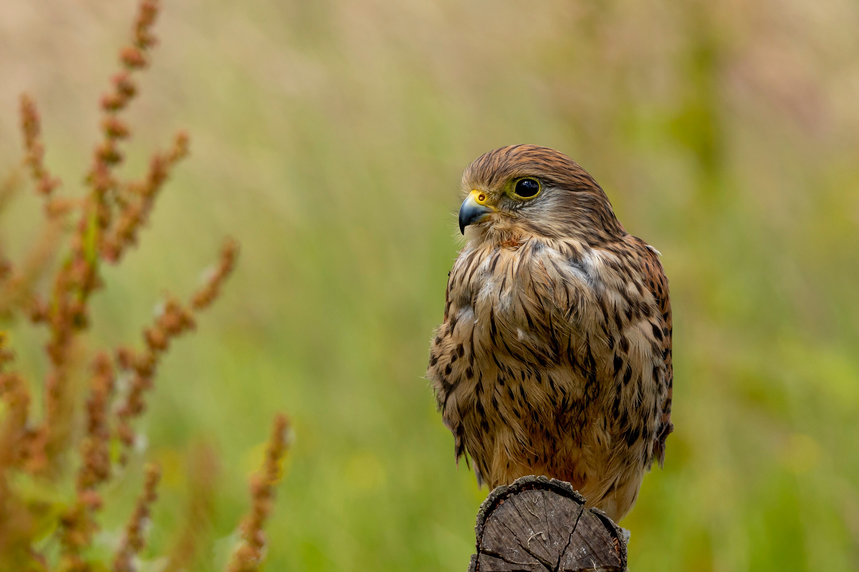 Common Kestrel :photo Paper Poster - Etsy