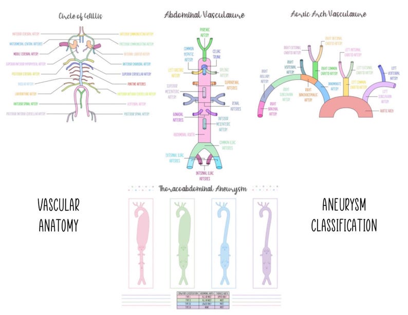 Vascular Anatomy/thoracoabdominal Aneurysm Classification - Study ...
