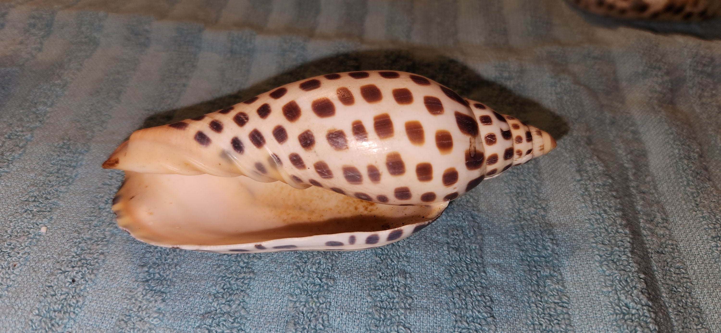 Junonia Seashell or Voluta Scaphella Junonia, 103mm / 4 1/8. Beautiful ...