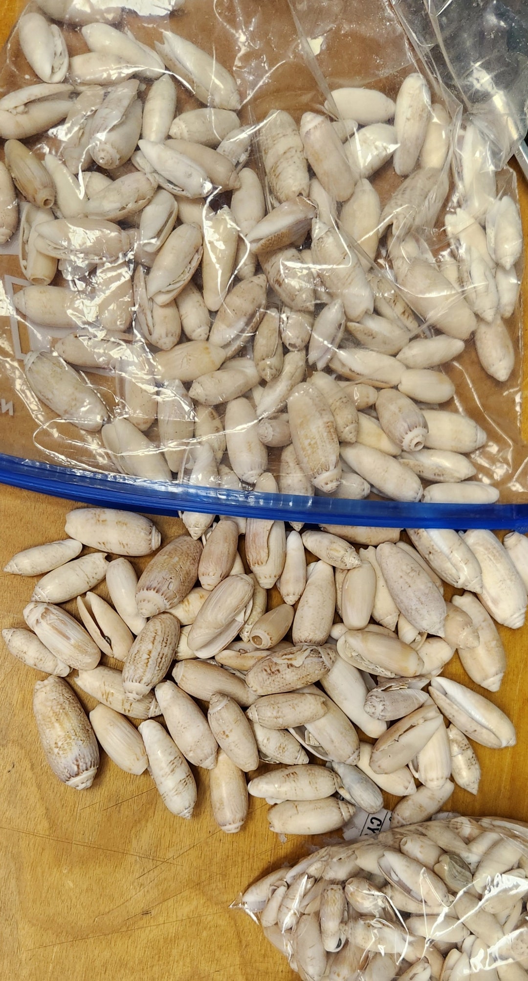Assorted Florida Olive Shells for Beach Life Shell Art, Crafting and ...