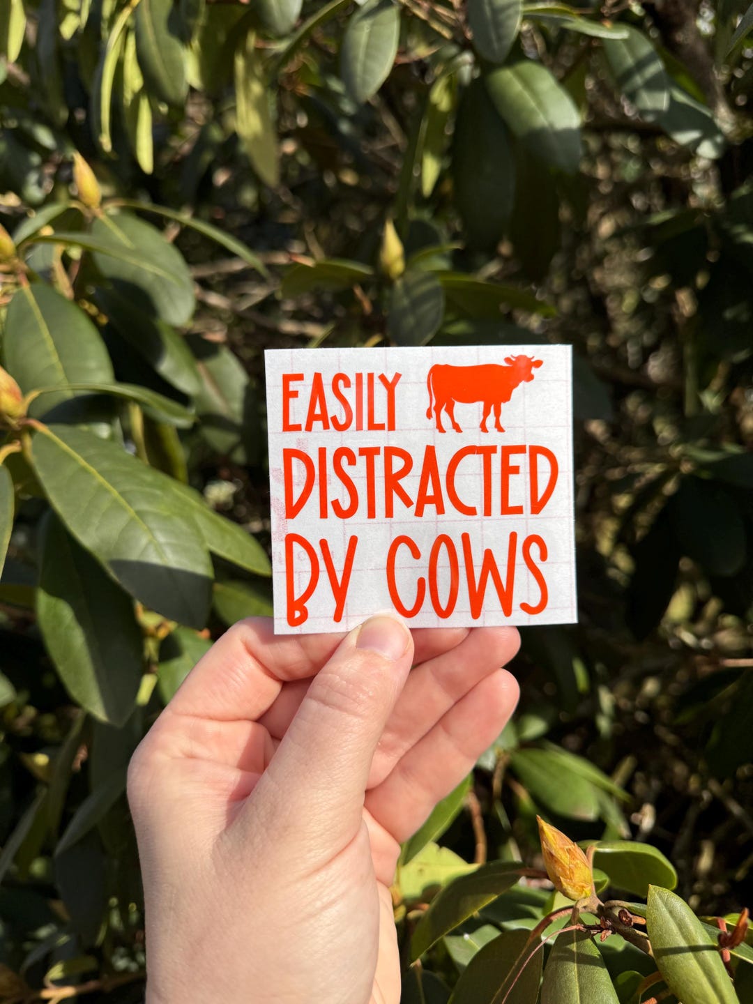 Easily Distracted by Cows Decal, Cow Decal, Cow Lover Decal, Distracted ...