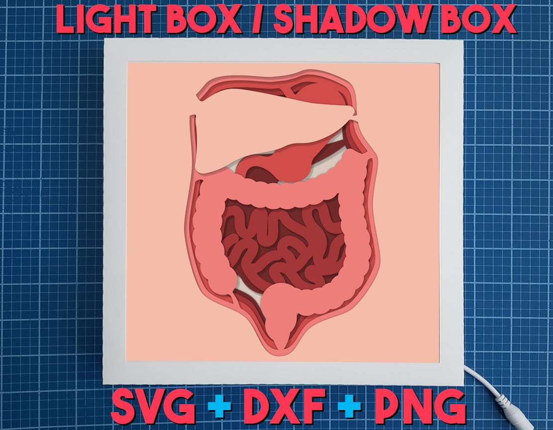 Digestive System Light Box / Shadow Box Template, Lightbox SVG Cricut ...