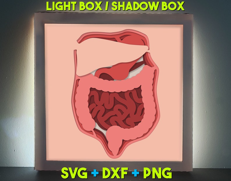 Digestive System Light Box / Shadow Box Template Lightbox SVG - Etsy