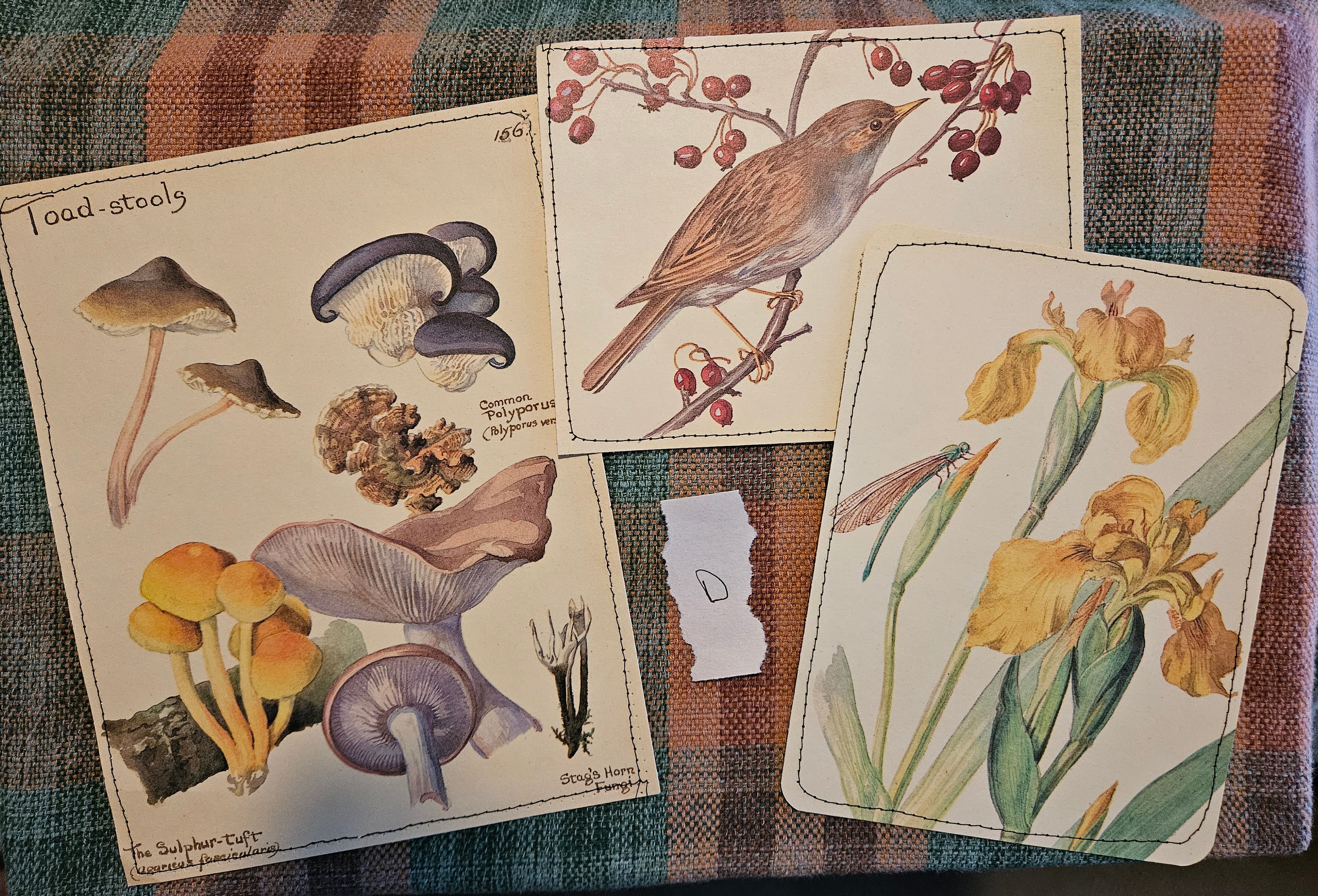 Edith Holden Journal Cards - Etsy