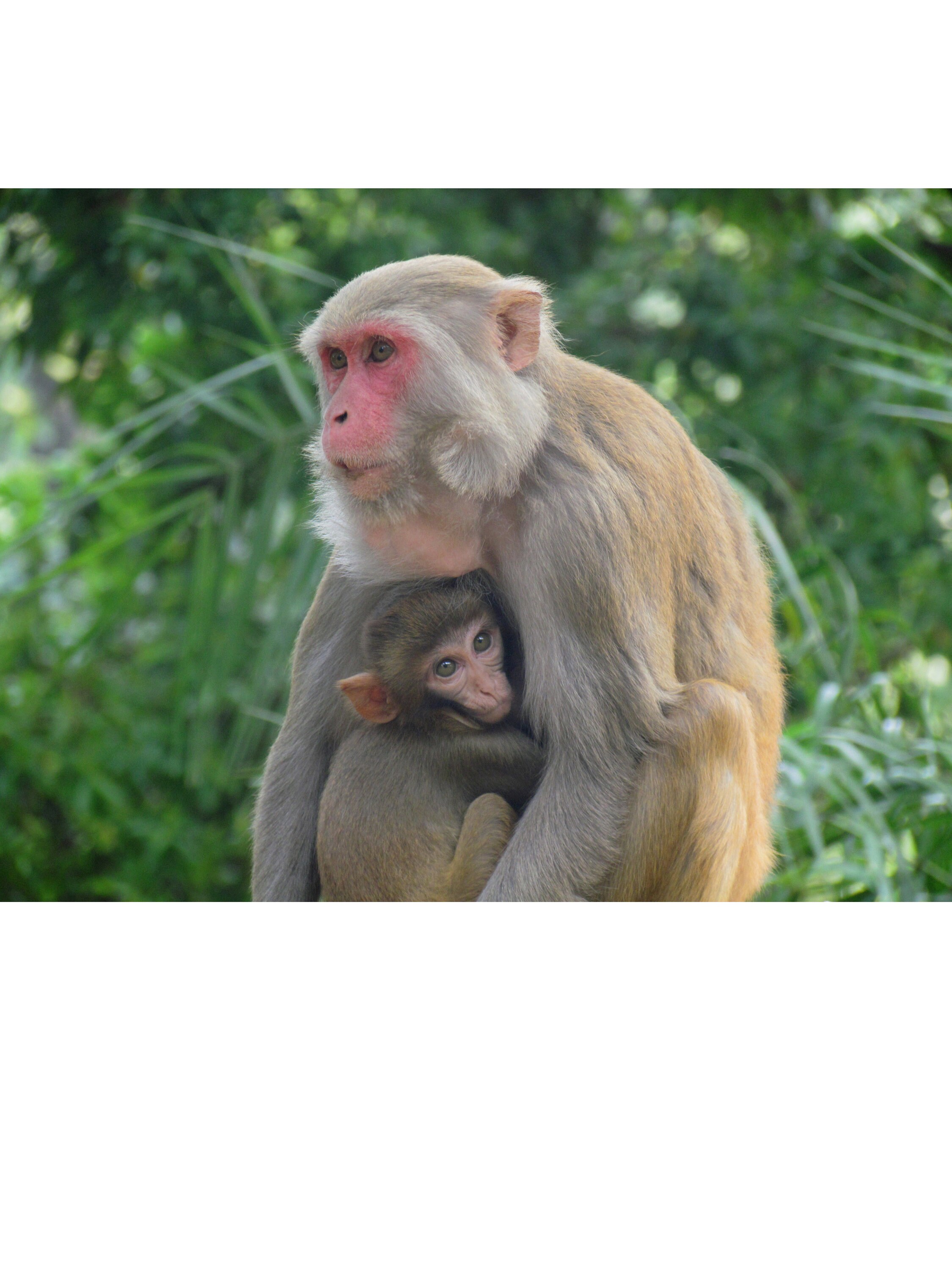 Monkey Hug Card Monkey Love Printable Monkey Family Animal Love Gift ...