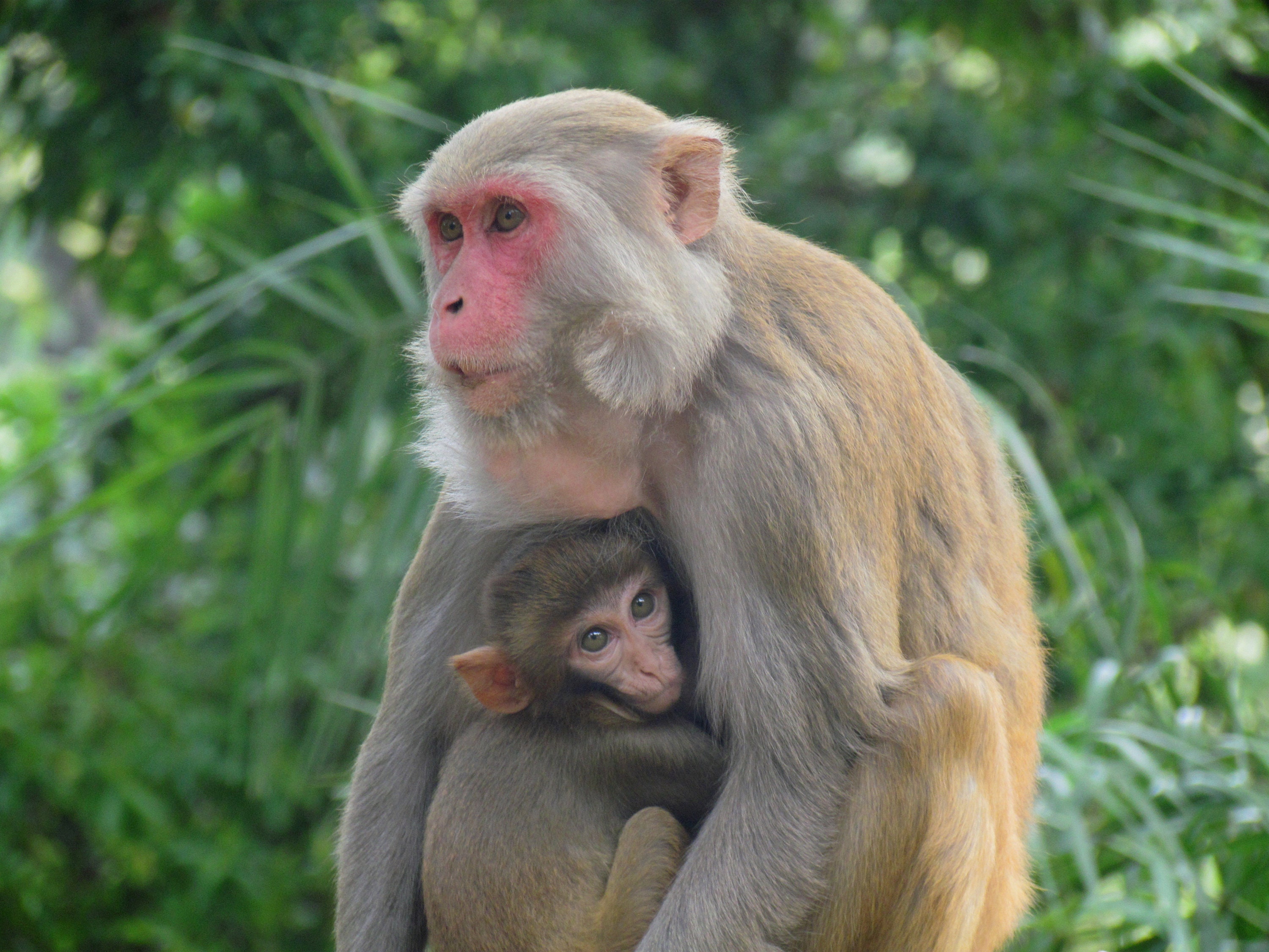 Monkey Hug Card Monkey Love Printable Monkey Family Animal Love Gift ...