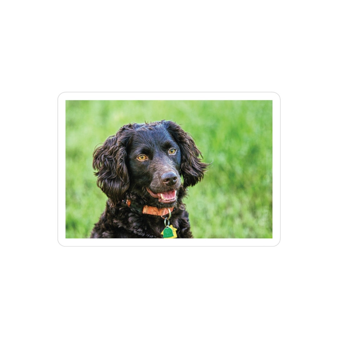 Boykin Spaniel Kiss-cut Vinyl Decal - Etsy