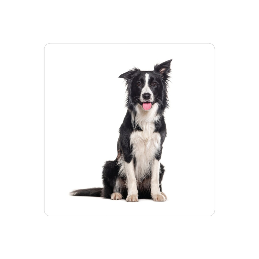 Border Collie Kiss-cut Vinyl Decal - Etsy
