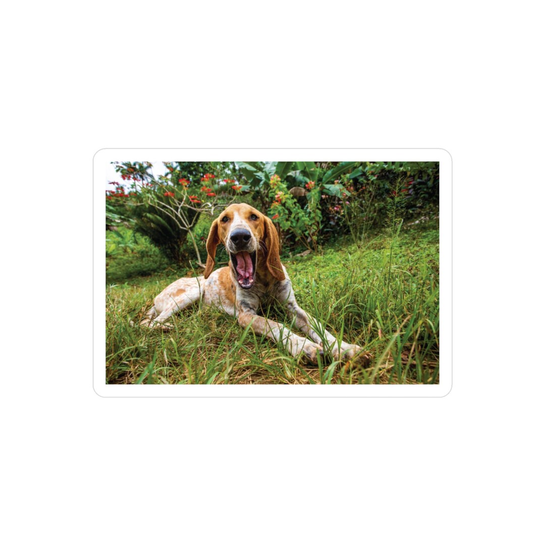 American English Coonhound Kiss-cut Vinyl Decal - Etsy