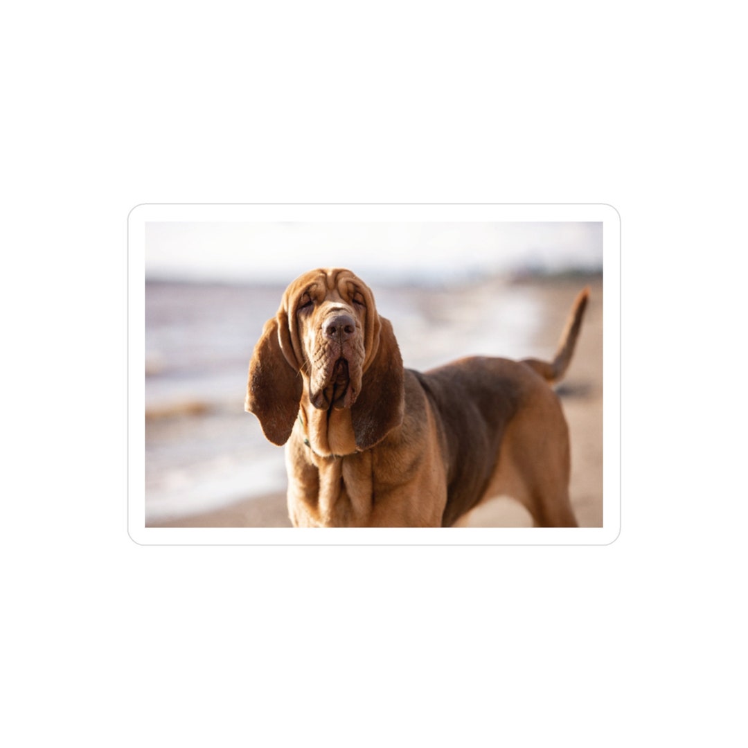 Bloodhound Kiss-cut Vinyl Decal - Etsy