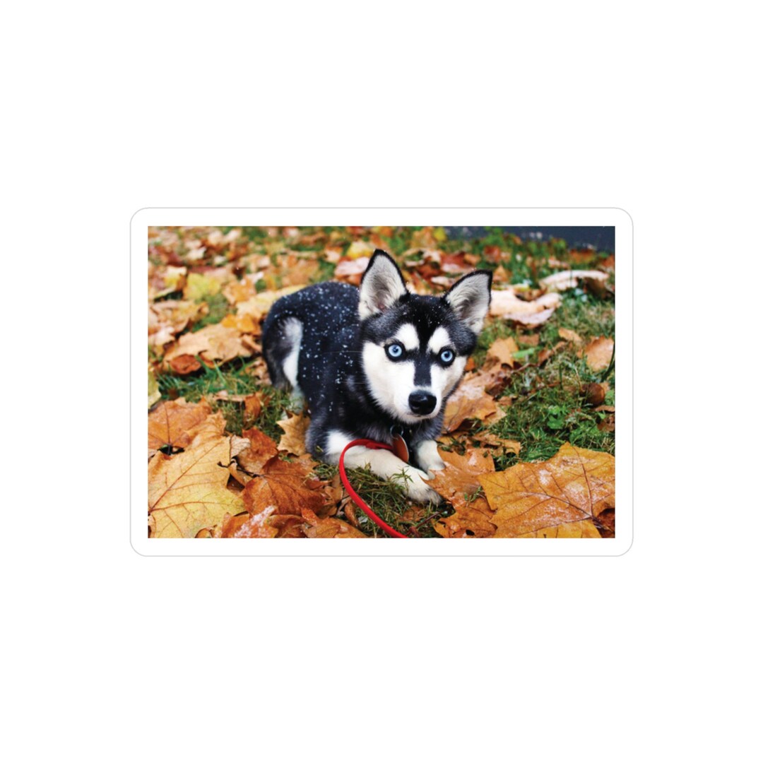 Alaskan Klee Kai Kiss-cut Vinyl Decal - Etsy
